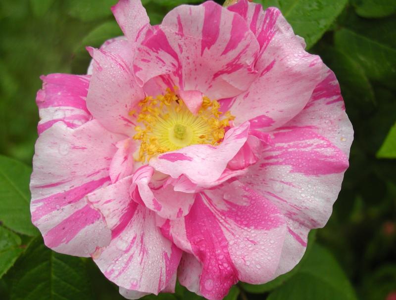 Robin Dinda - Personal